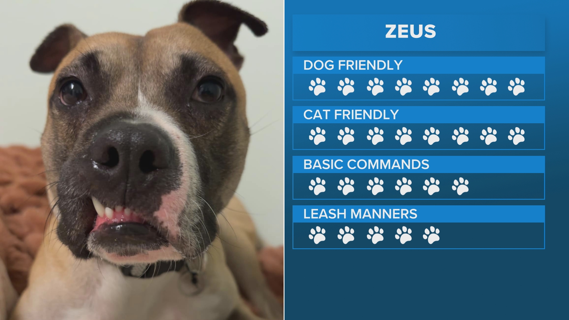 Shelter Star Zeus is friendly to everyone and ready for adoption ...
