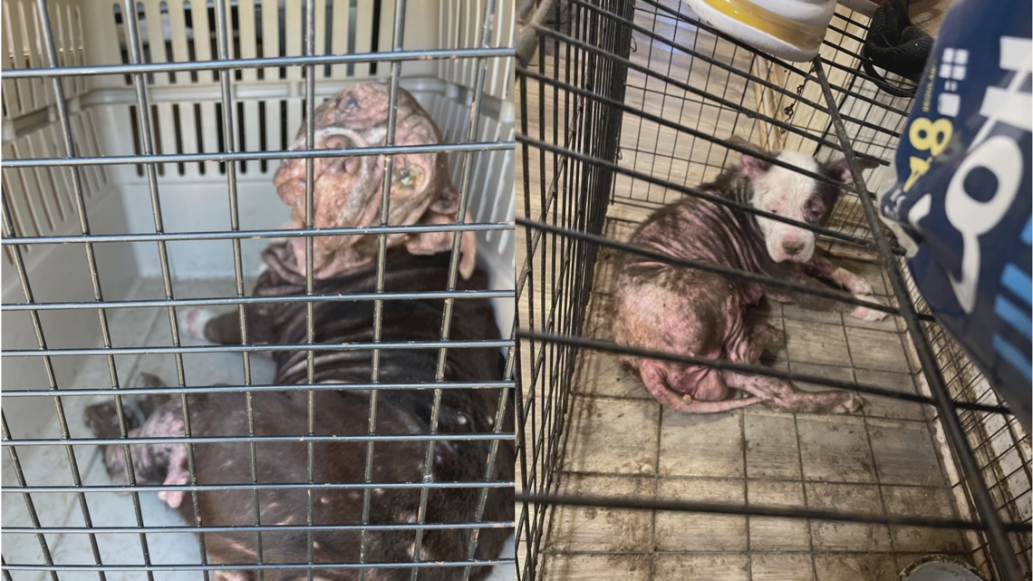 Police find 19 abused dogs during Louisville drug raid | whas11.com