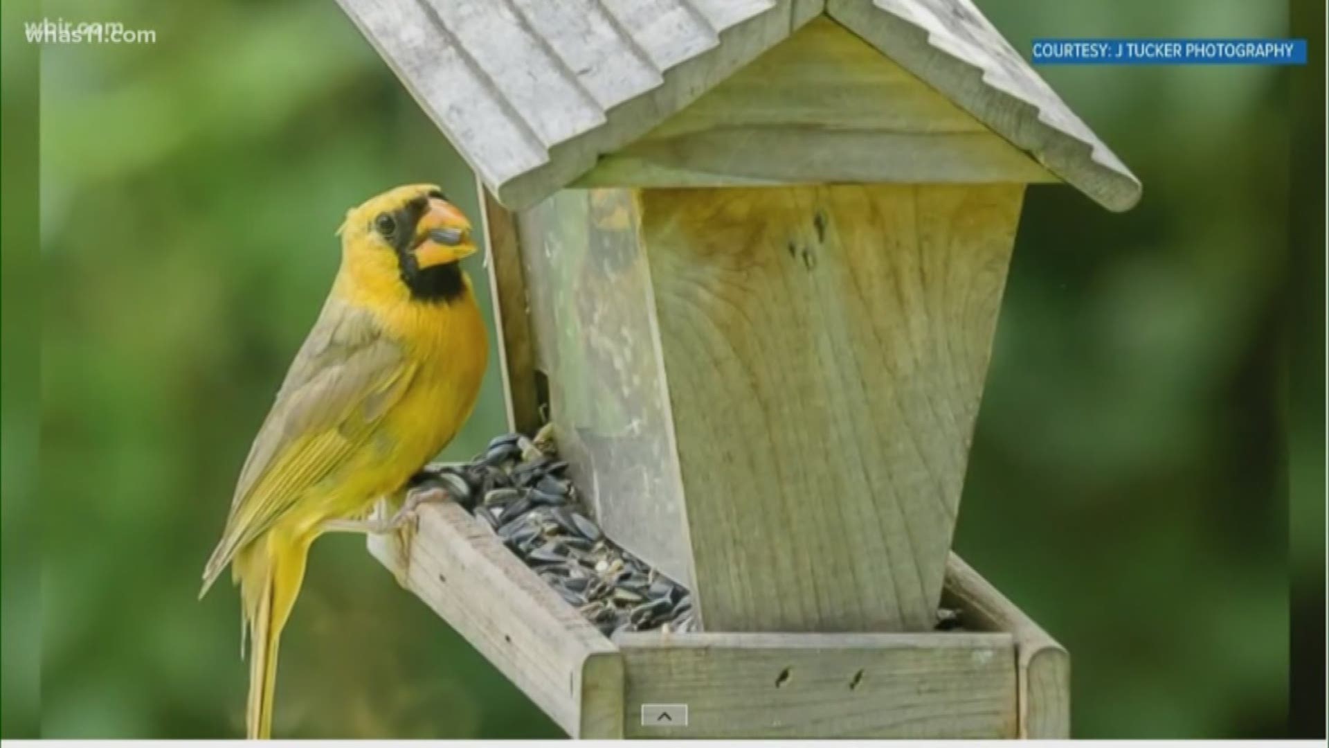 Yellow Cardinal spotted in Florida | whas11.com