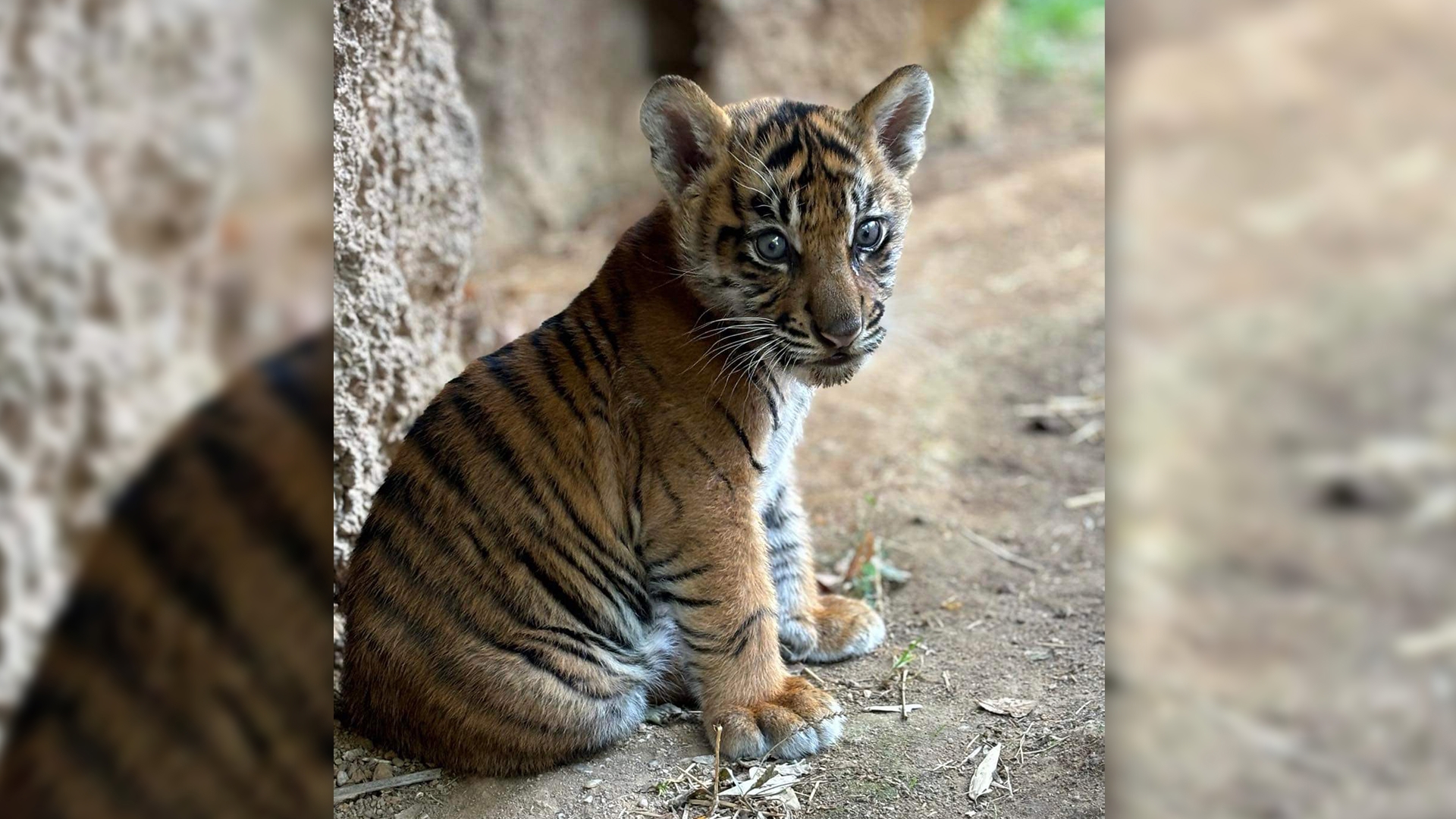 Louisville Zoo need's community help naming new tiger cub | whas11.com