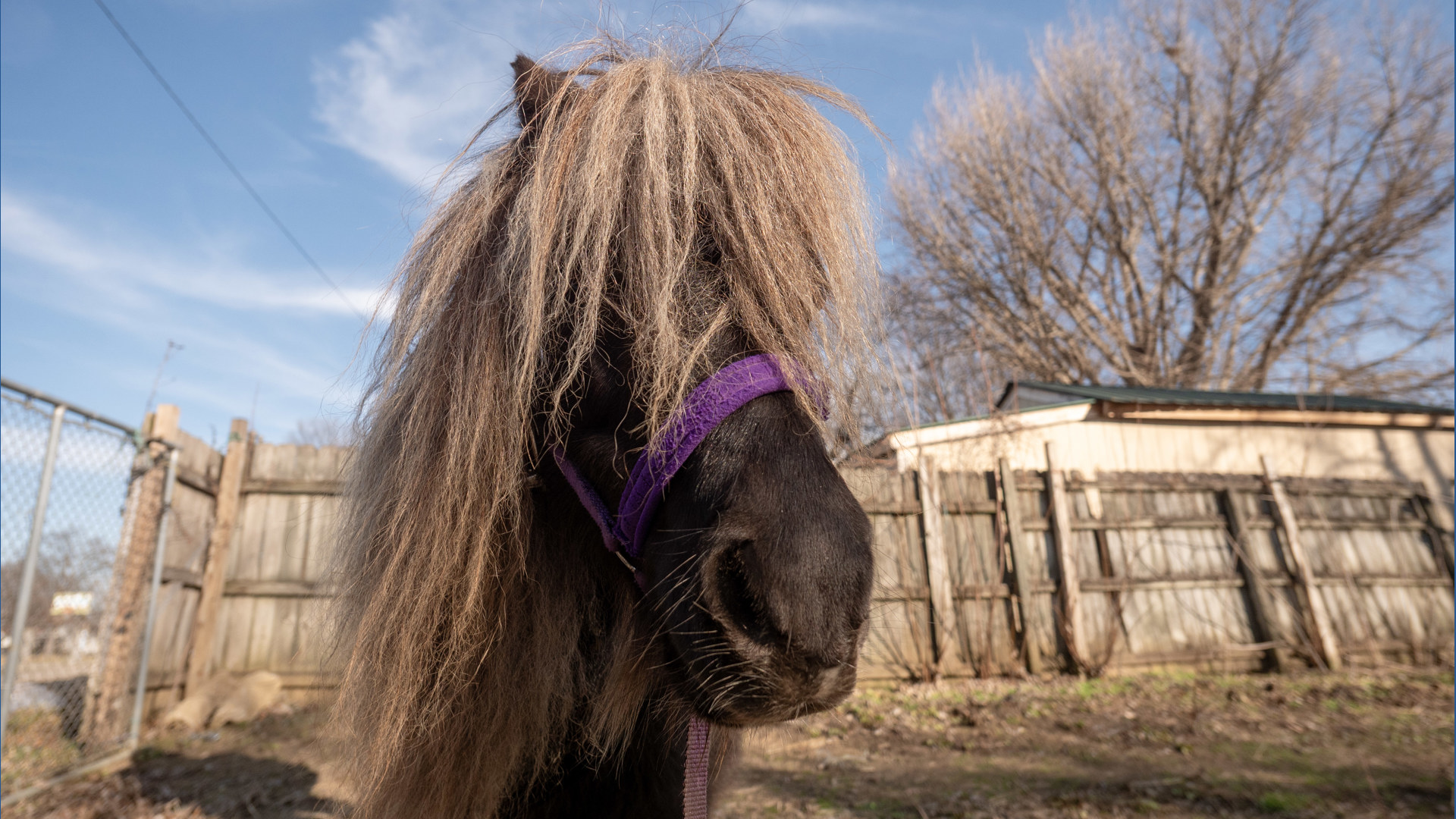 'We won baby, you get to stay': Case dropped against miniature horse ...