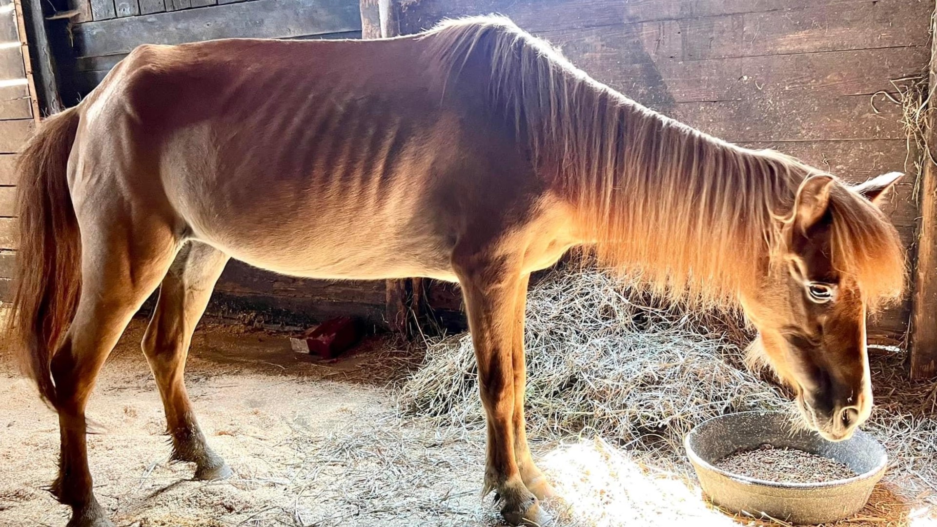Kentucky Humane Society takes in 2 horses found starving | whas11.com