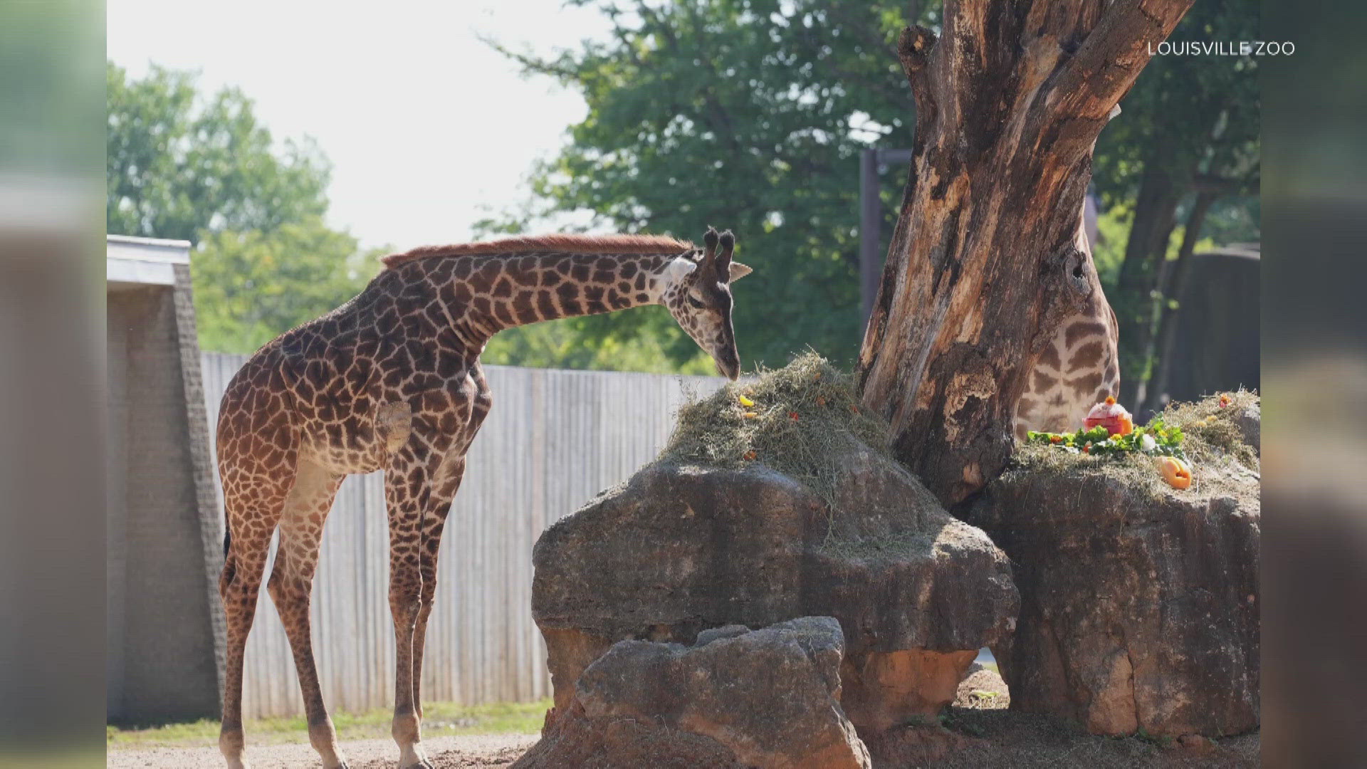 Louisville Zoo celebrates Nyasi the Giraffe’s first birthday | whas11.com