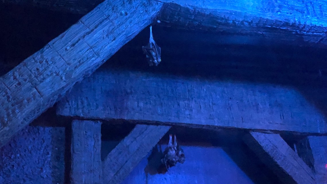 Vampire bats at the Louisville Zoo | Creature Feature | whas11.com
