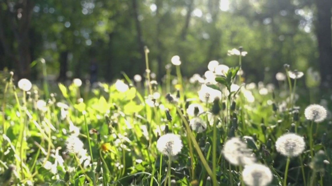 Pollen count remains high in Louisville, worsening seasonal allergies ...