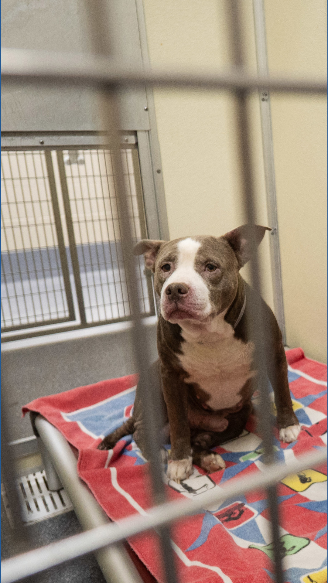 Rescued Dogs from Louisville drug raid getting baths, love — and still ...
