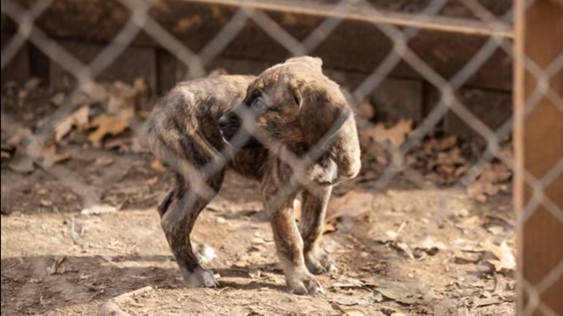 Nearly 60 dogs rescued from 'neglectful' breeding operation in KY ...