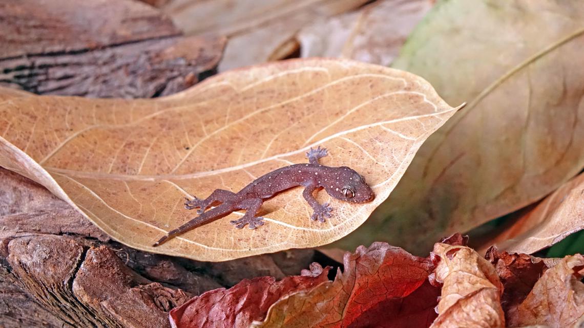 Indiana DNR tracking Mediterranean geckos in Indiana | whas11.com
