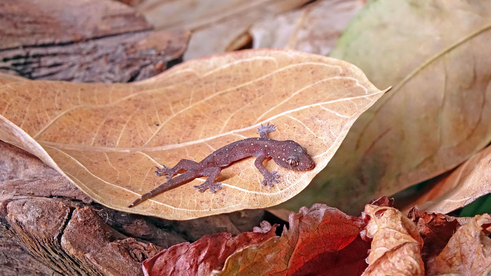 Indiana DNR tracking Mediterranean geckos in Indiana | whas11.com