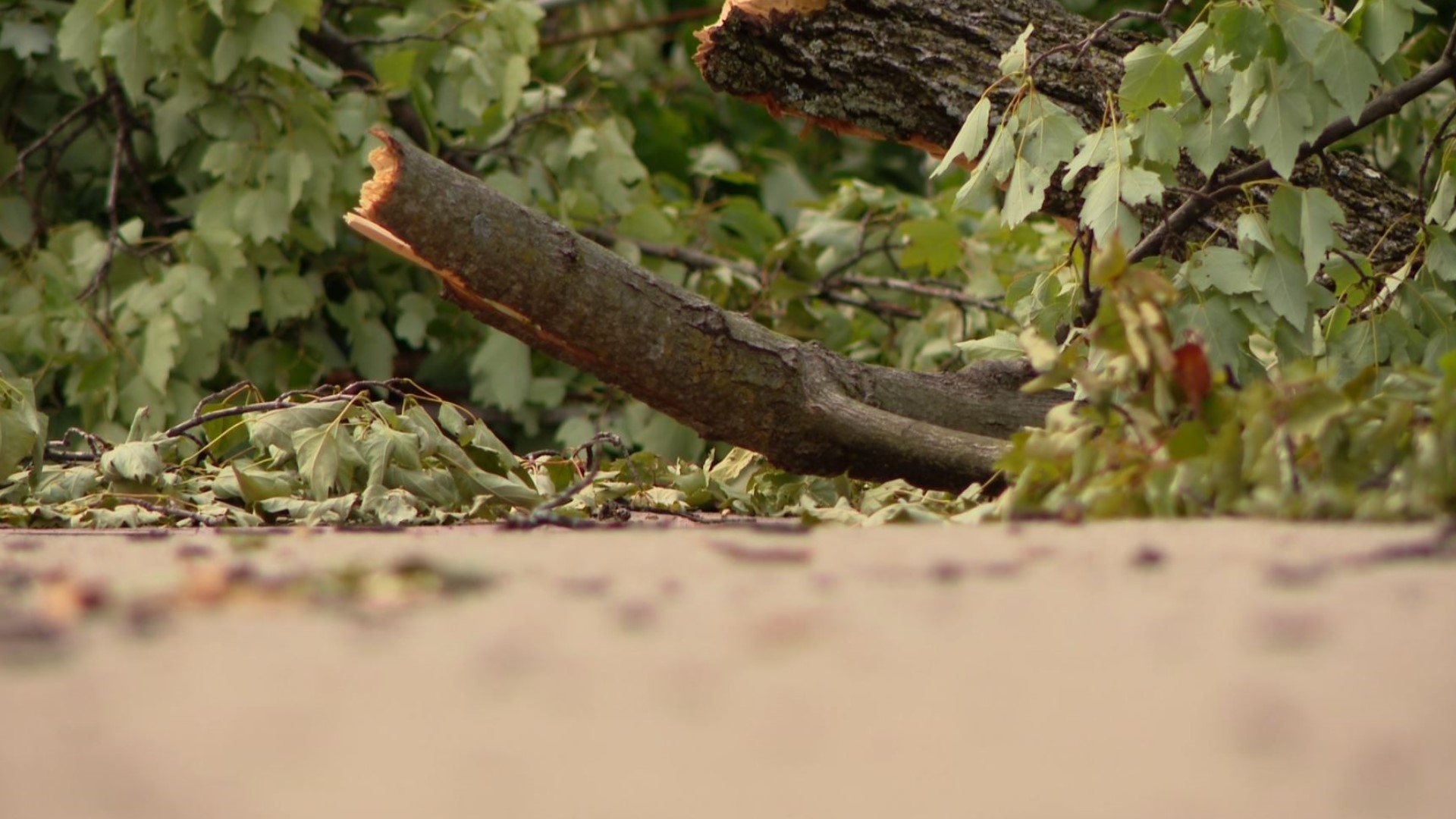 Tree debris drop off in Louisville | whas11.com