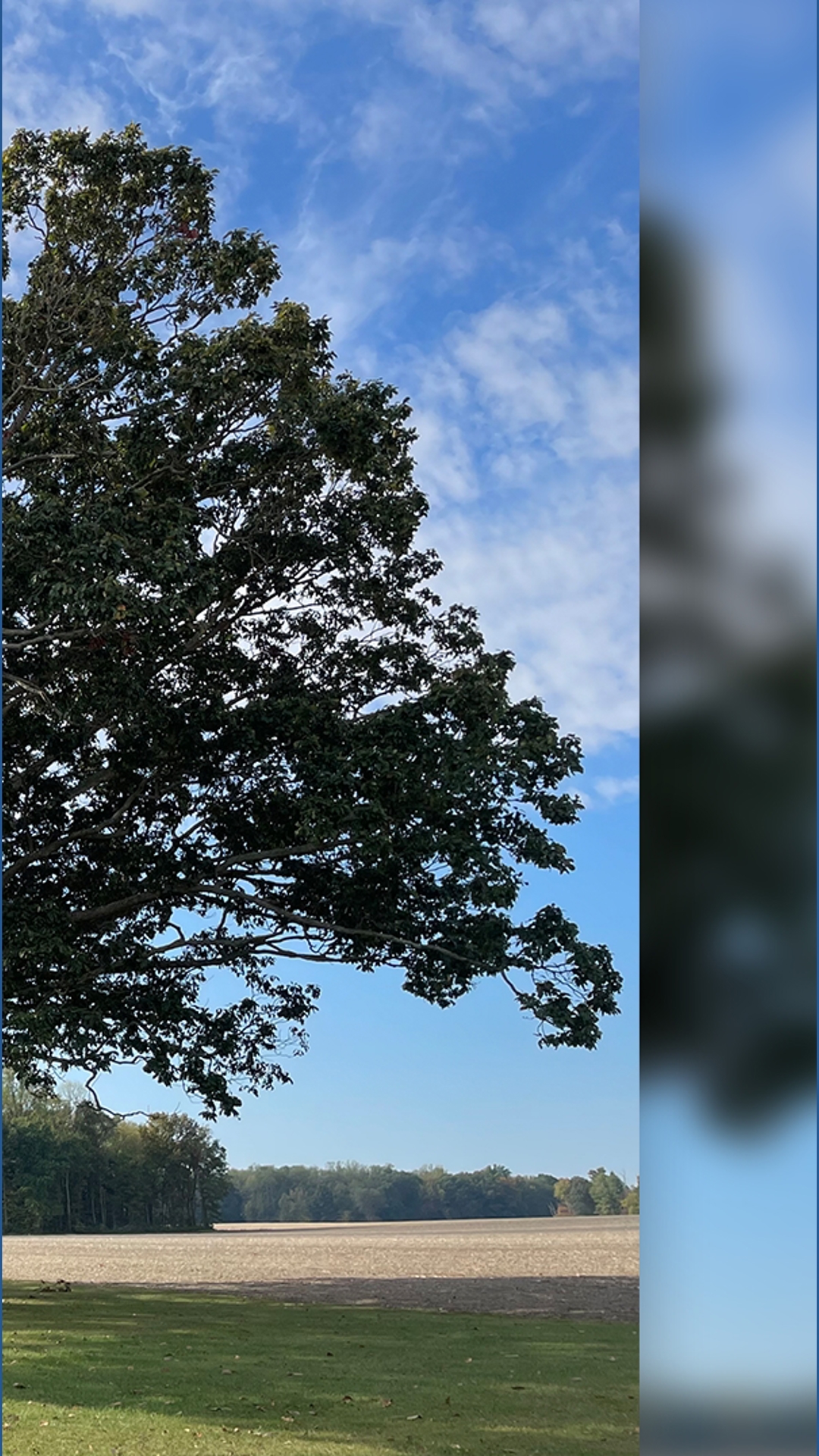 Largest swamp chestnut found on southern Indiana family farm | whas11.com