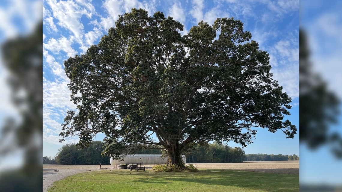 Largest swamp chestnut found on southern Indiana family farm | whas11.com