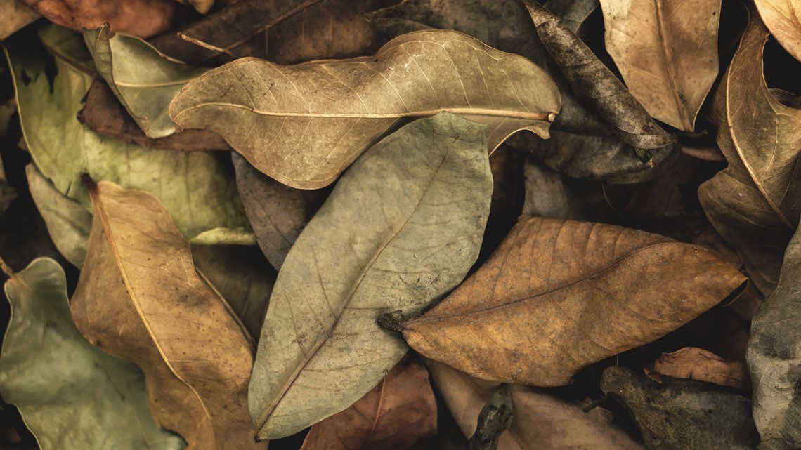 This October has been one of the driest months ever in Louisville ...