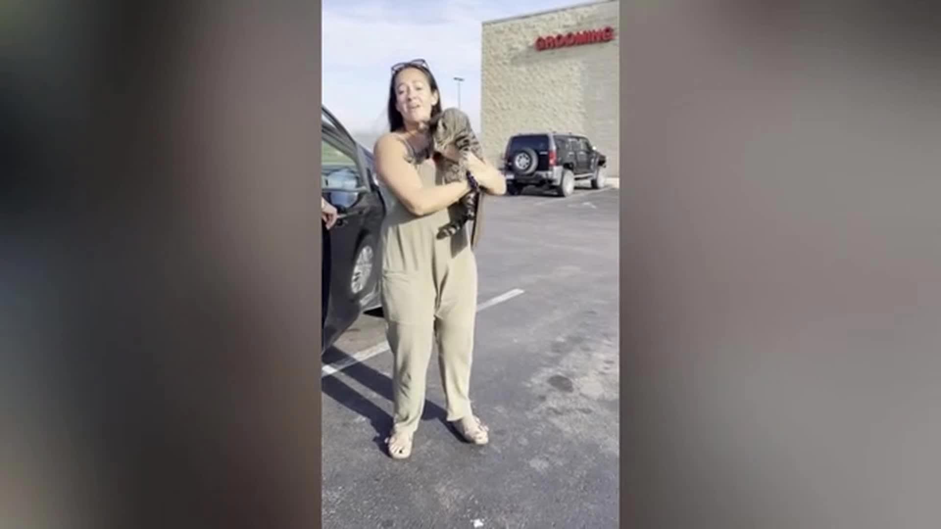 Family's cat becomes stowaway during trip; rides 100 miles on roof of ...