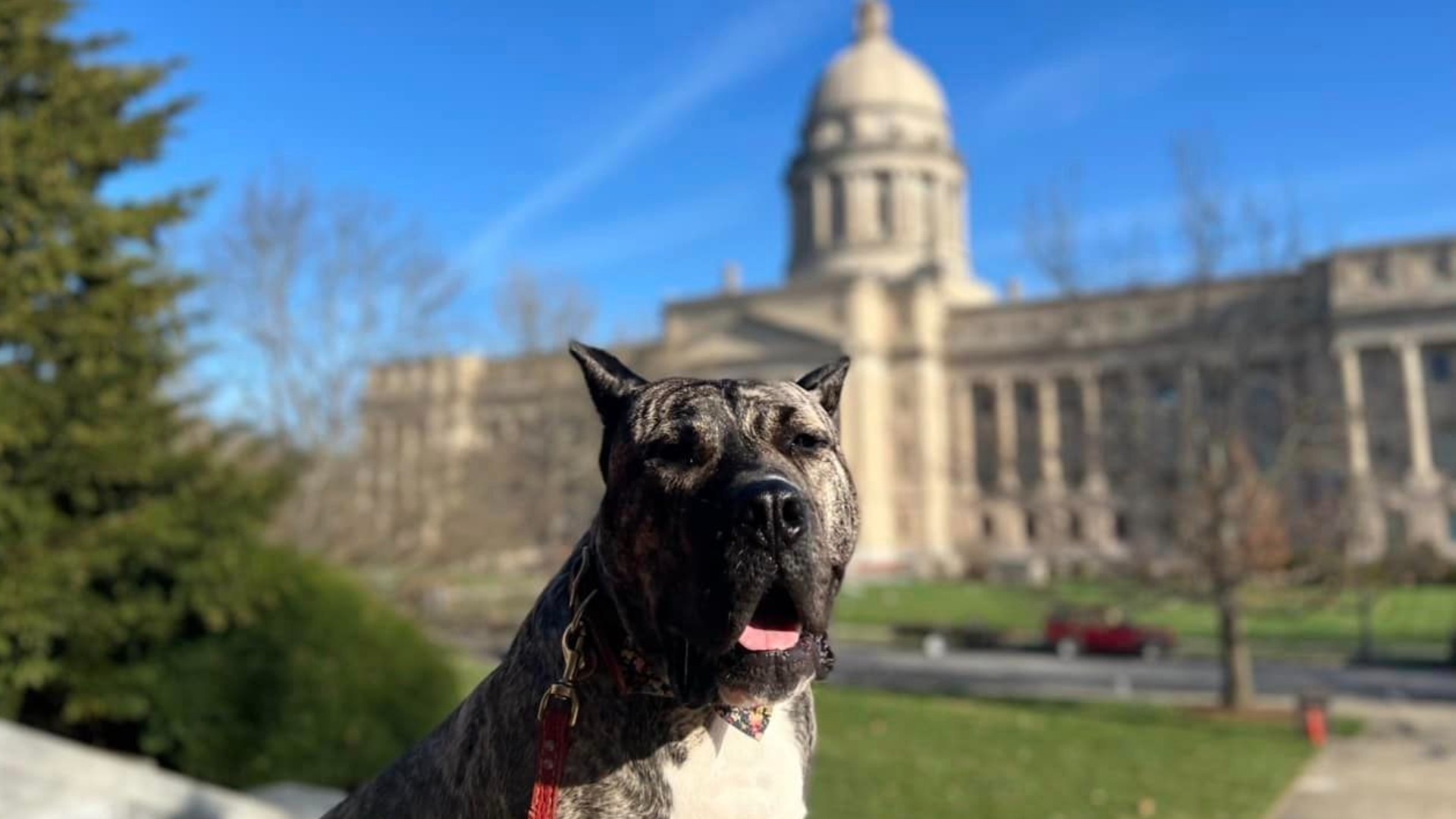 Beshear honors 'Ethan the Dog' commemorates month to shelter dogs ...