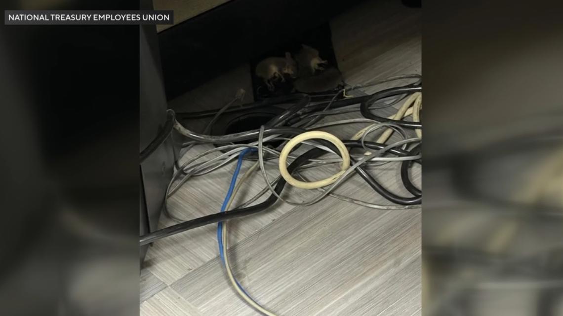 Atlanta IRS employees protest office rat infestation | whas11.com