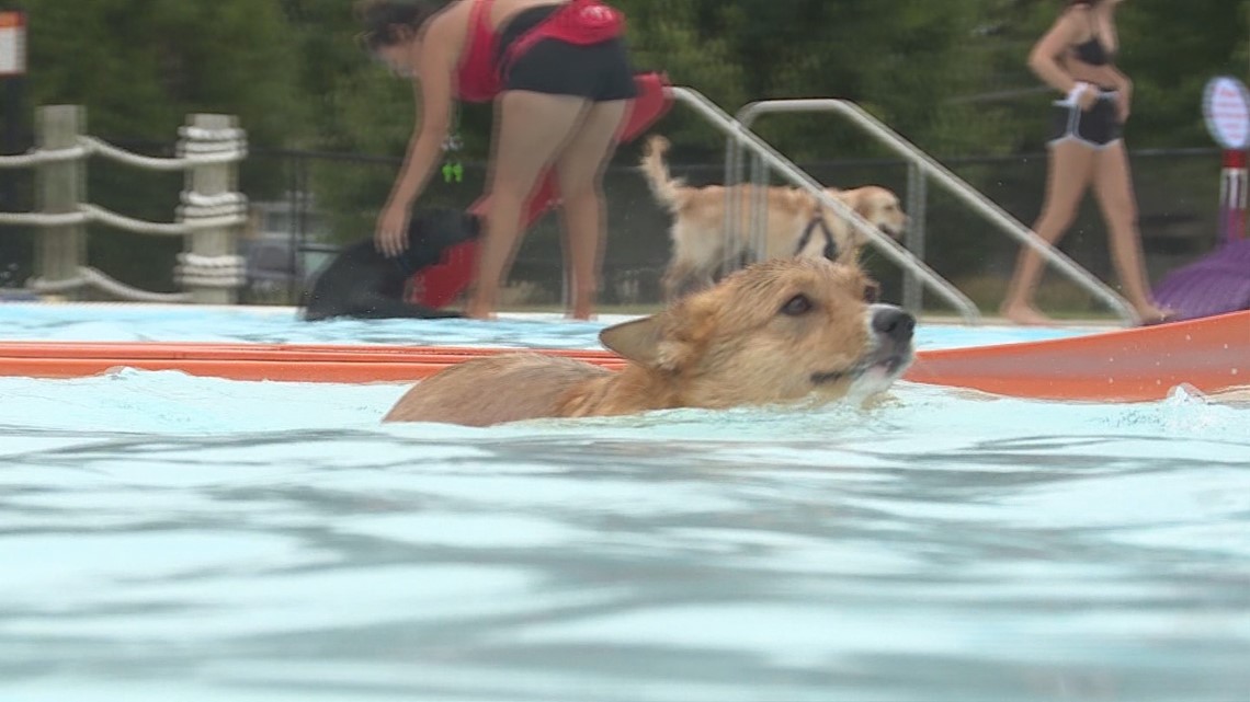 Dogs treated to 'pool day' while raising awareness for various causes ...