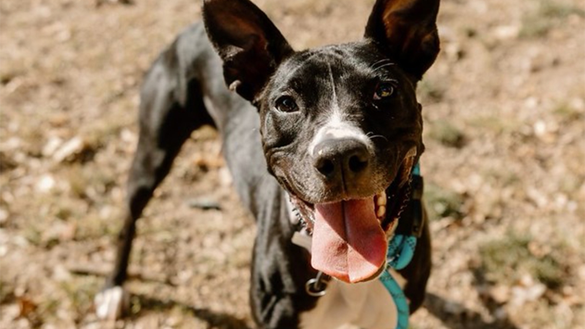 Kentucky Humane Society waives adoption fees for short time | whas11.com