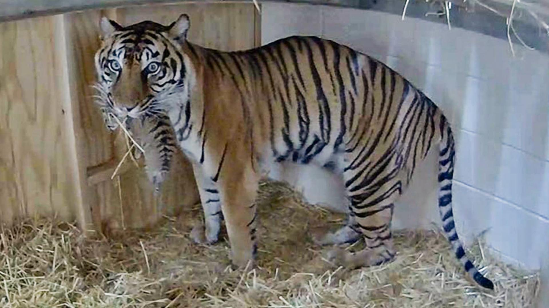 16-year-old Sumatran tiger dies at Louisville Zoo | whas11.com