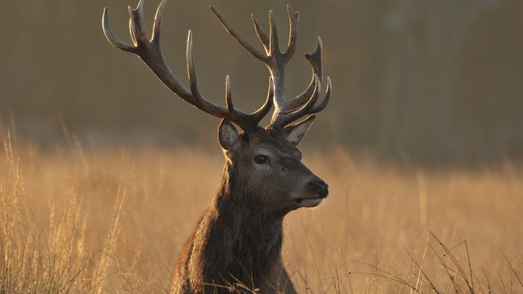Indiana hunters boost community aid through Hunt for Hunger | whas11.com