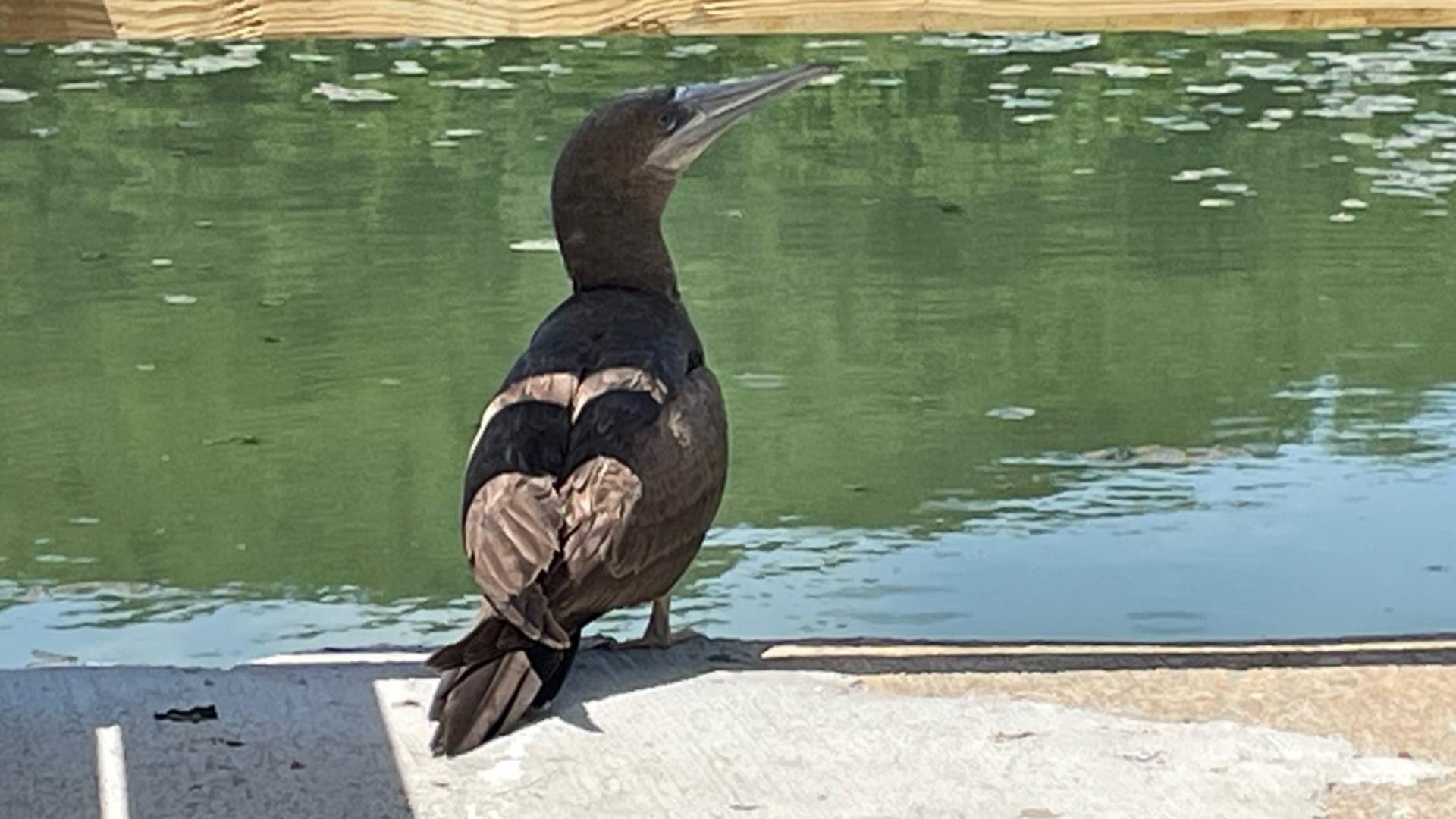 Tropical seabird spotted at Indiana's Spring Mill State Park | whas11.com