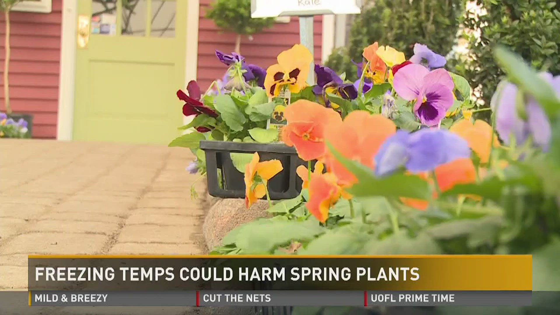 Freezing temperatures could harm spring plants | whas11.com