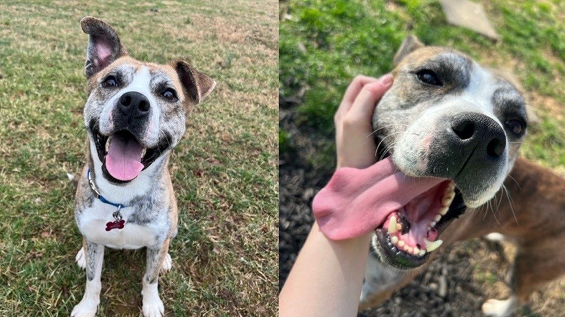 6-year-old dog at Metro Animal Services in need of new home | whas11.com