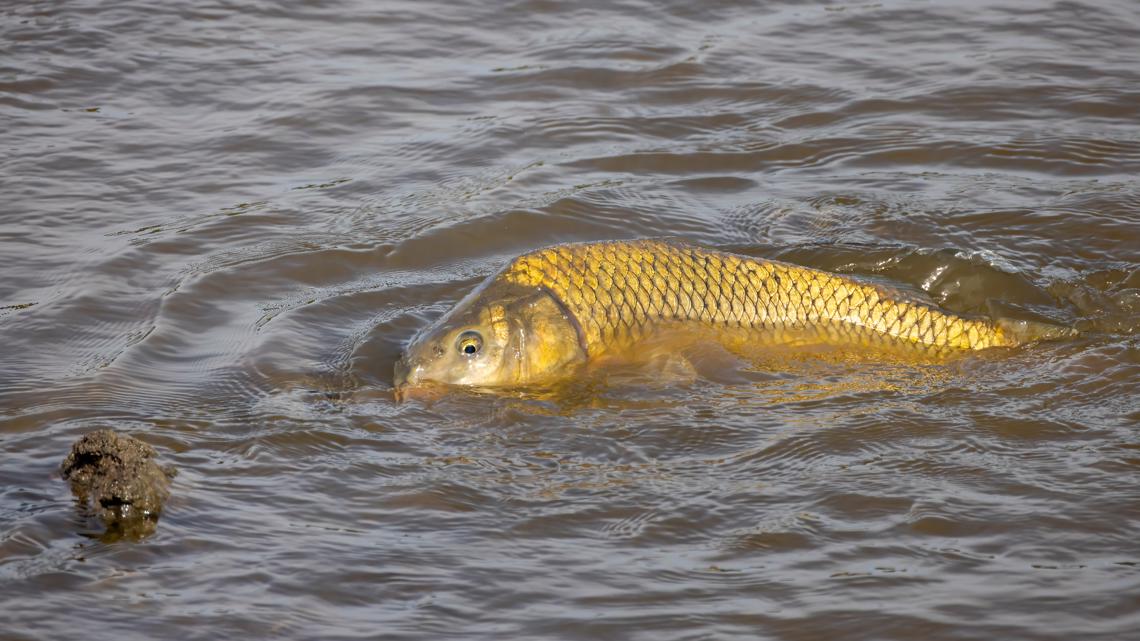 New permit allows large-scale removal of invasive carp in Indiana ...
