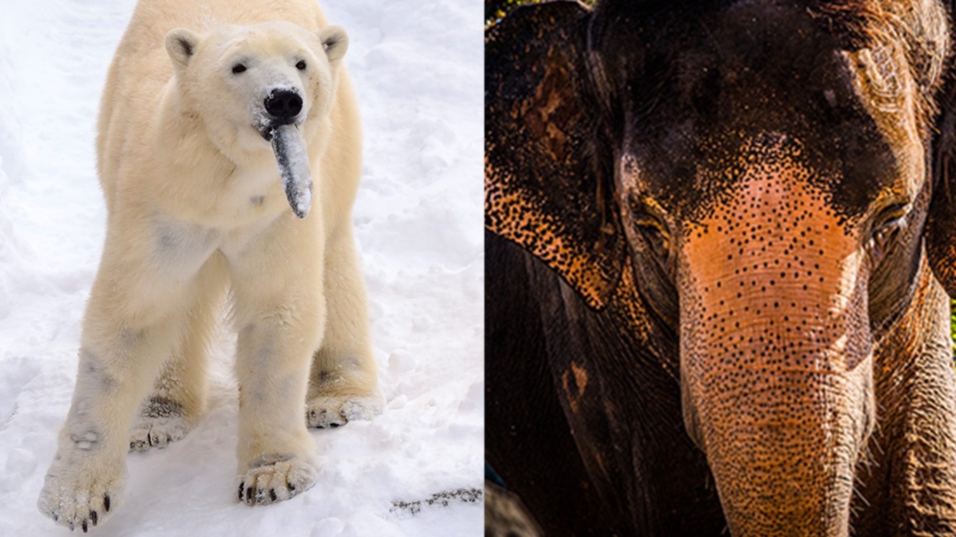 Louisville Zoo wishes polar bear, elephant a happy birthday | whas11.com