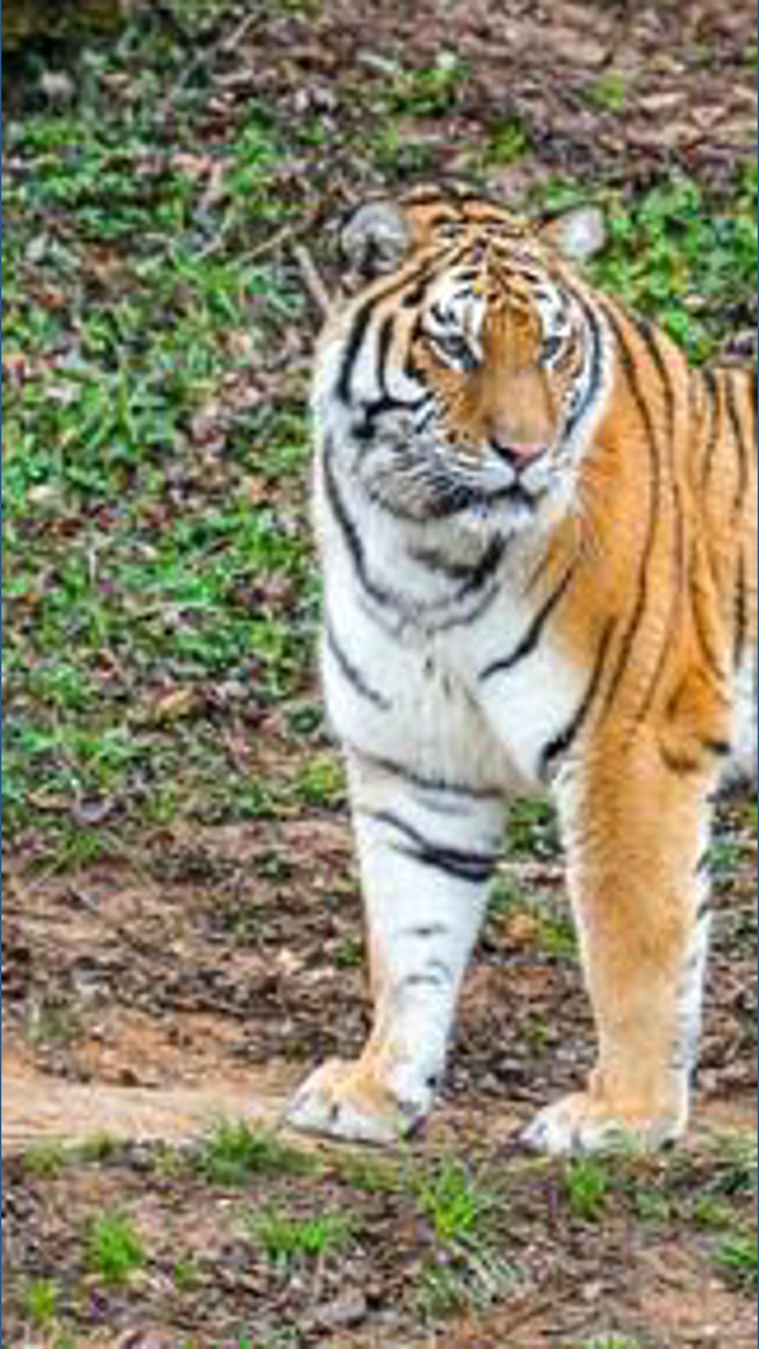 There's a new tiger you can find at the Louisville Zoo: Meet Viktoria ...