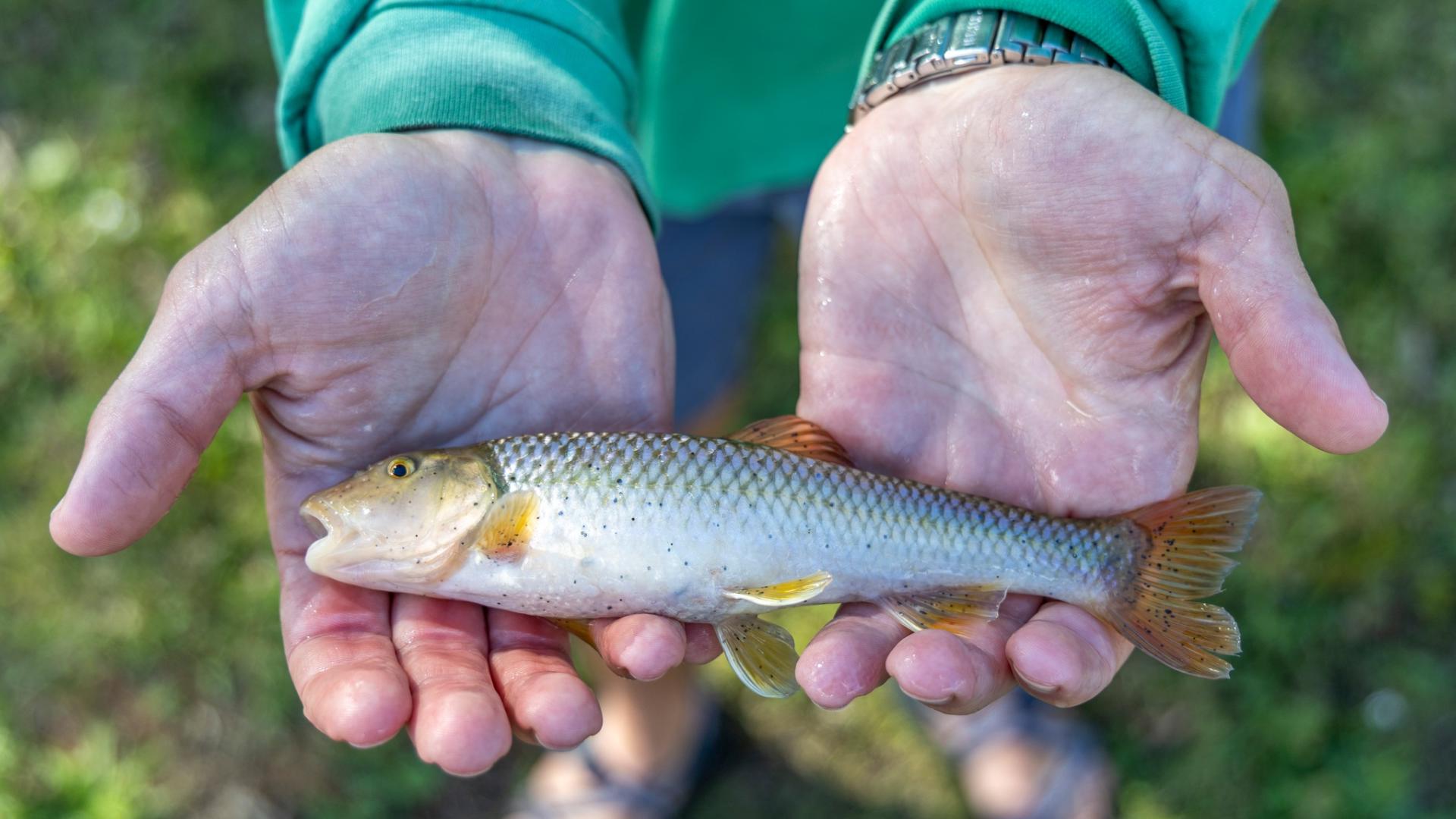 Man sets new record for River Chub in Kentucky | whas11.com