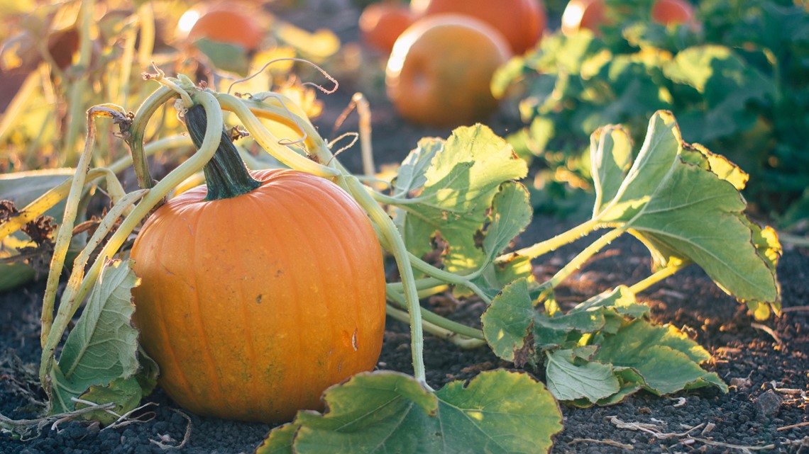 Huber's Family Farm set to open pumpkin patch for the season | whas11.com