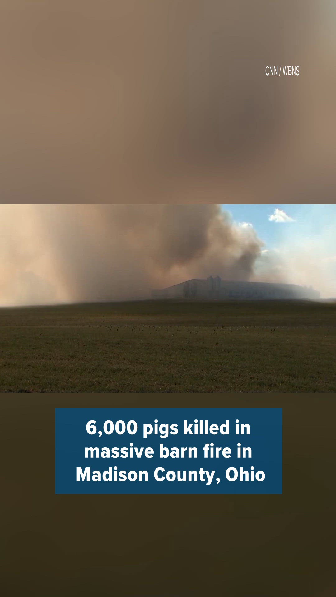 6,000 pigs die in Madison County barn fire | whas11.com