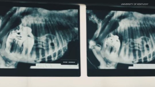 People still think fondly of Secretariat 50 years later | whas11.com