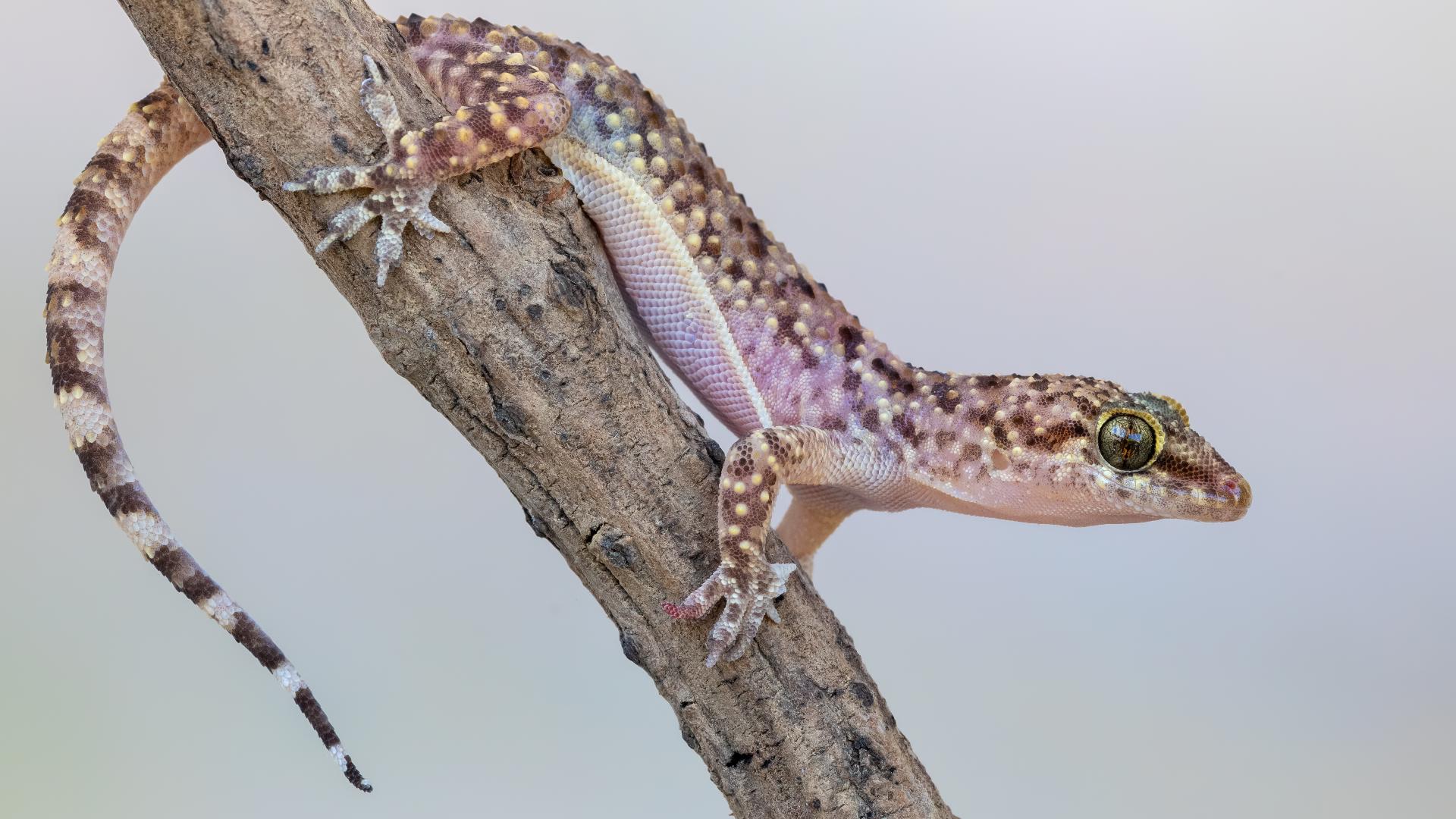 Indiana DNR tracking Mediterranean geckos in Indiana | whas11.com