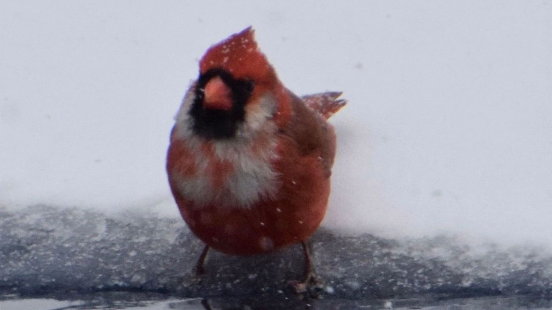 Rare cardinals, red birds half white, Louisville Leucistic birds ...