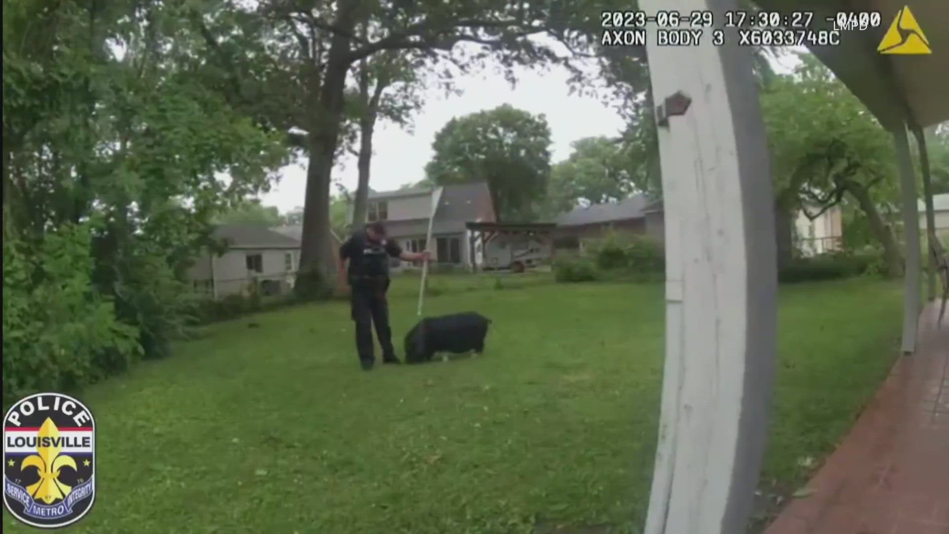 Police, neighbors go hog-wild chasing pig through several yards in ...