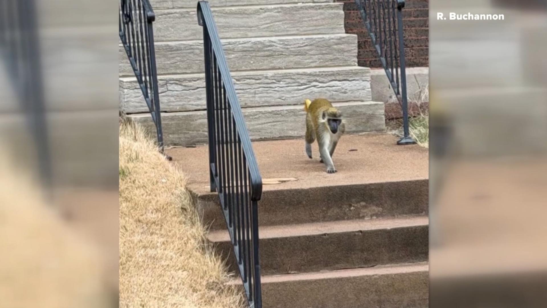 Several monkeys on the loose in St. Louis area | whas11.com