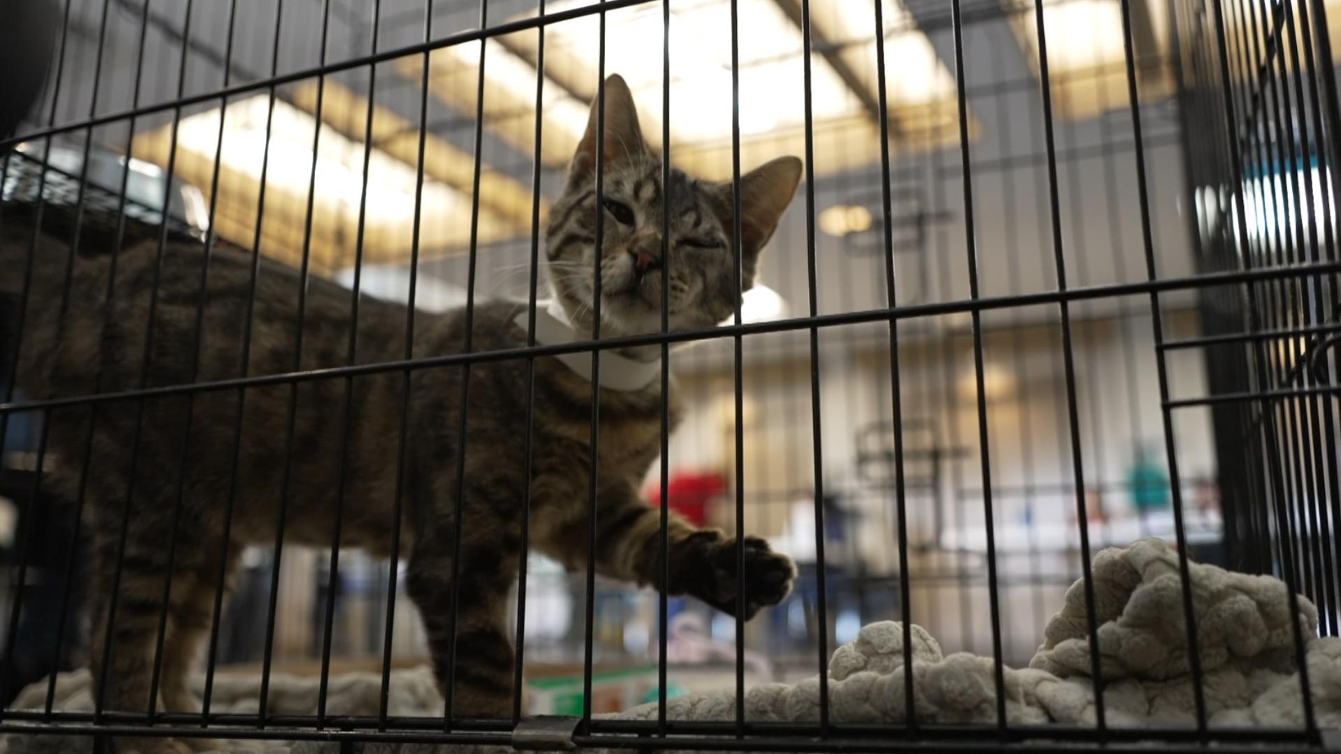 'Holiday Hope' | Kentucky Humane Society waives adoption fees for dogs ...