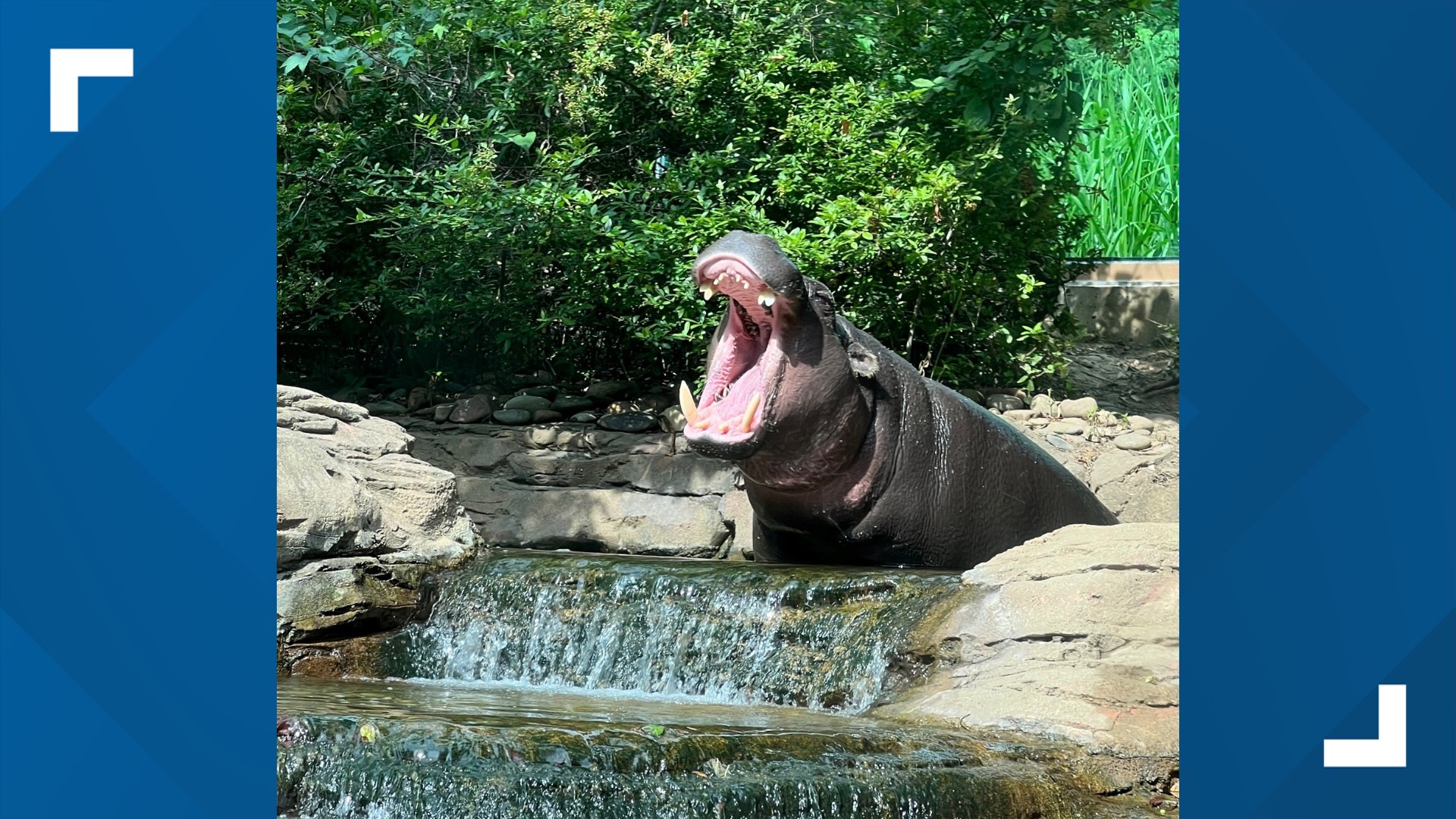 Louisville Zoo welcomes new pygmy hippo, Zemora | whas11.com