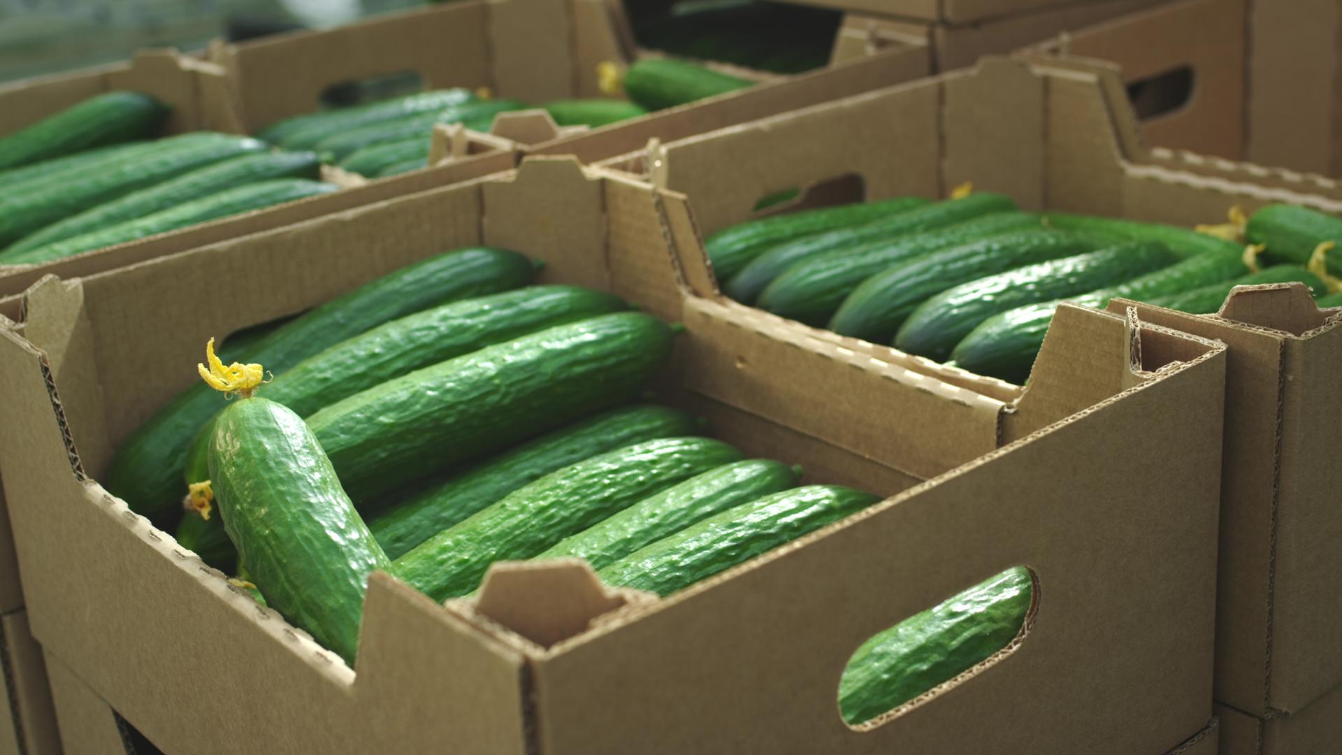 Cucumber recall 2025 | Salmonella outbreak spreads to 15 US states ...