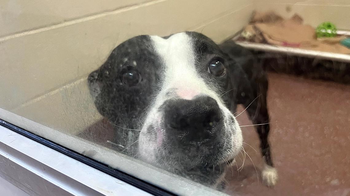 Louisville Metro Animal Shelter close to losing 'no-kill' status ...