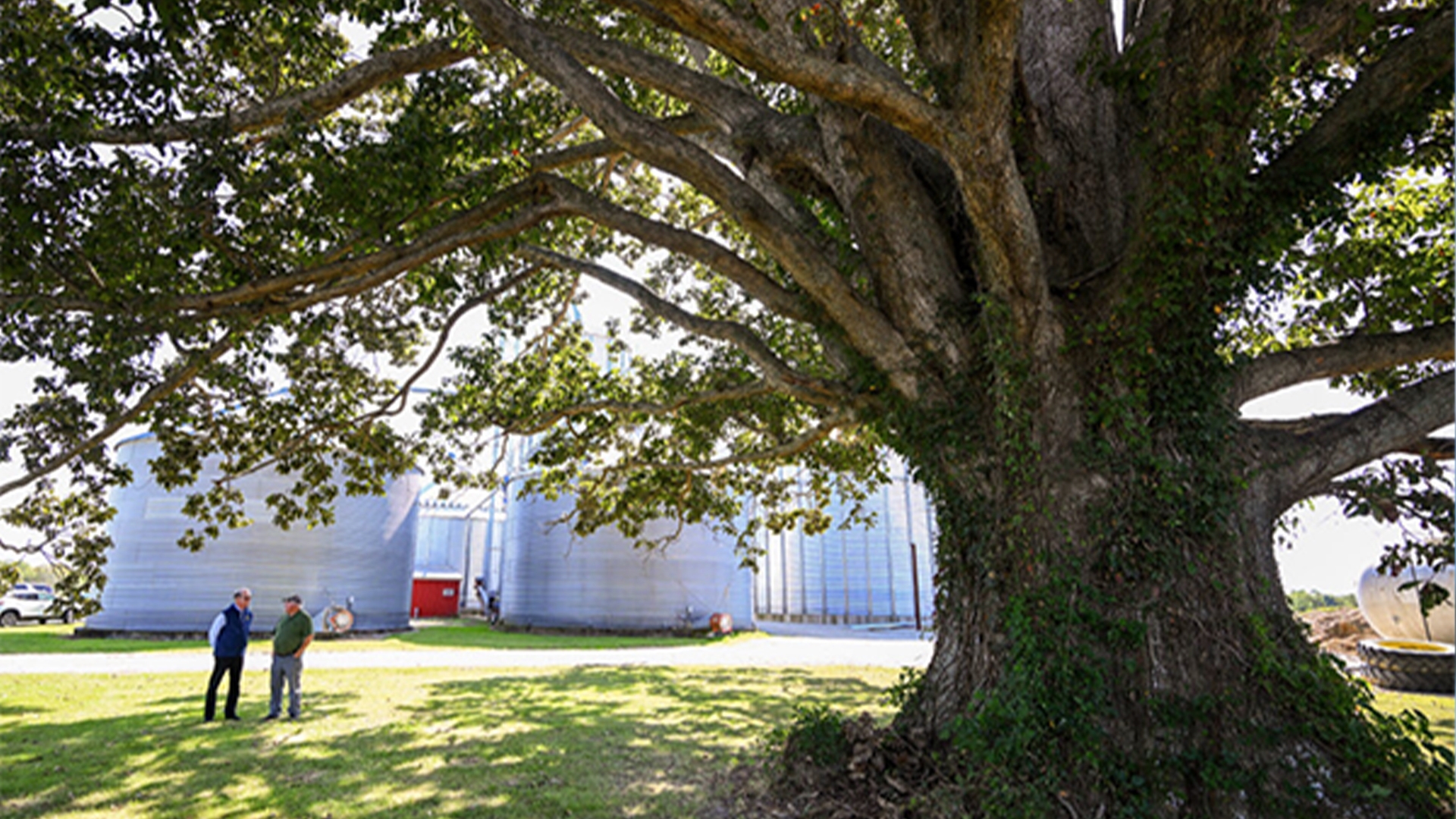 Largest swamp chestnut found on southern Indiana family farm | whas11.com
