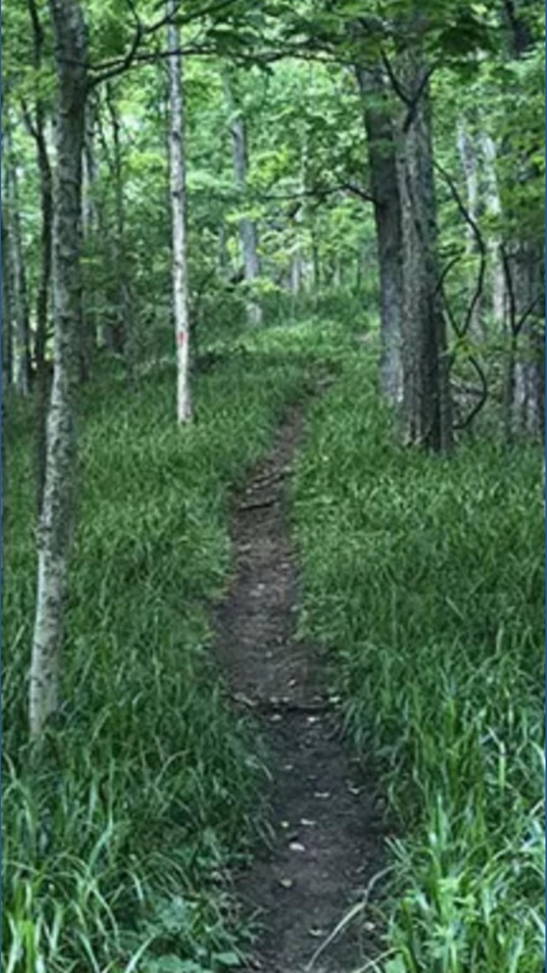 Officials seeking community input on Jefferson Memorial Forest master ...