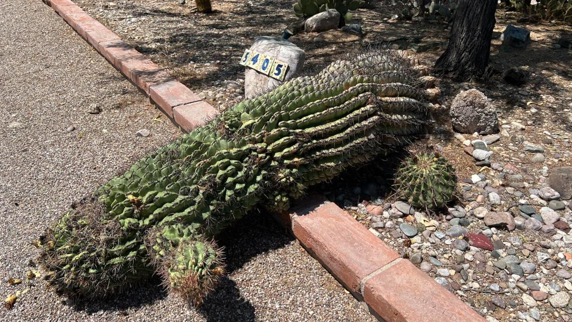 It's so hot out west that cacti are dying from the heat | whas11.com