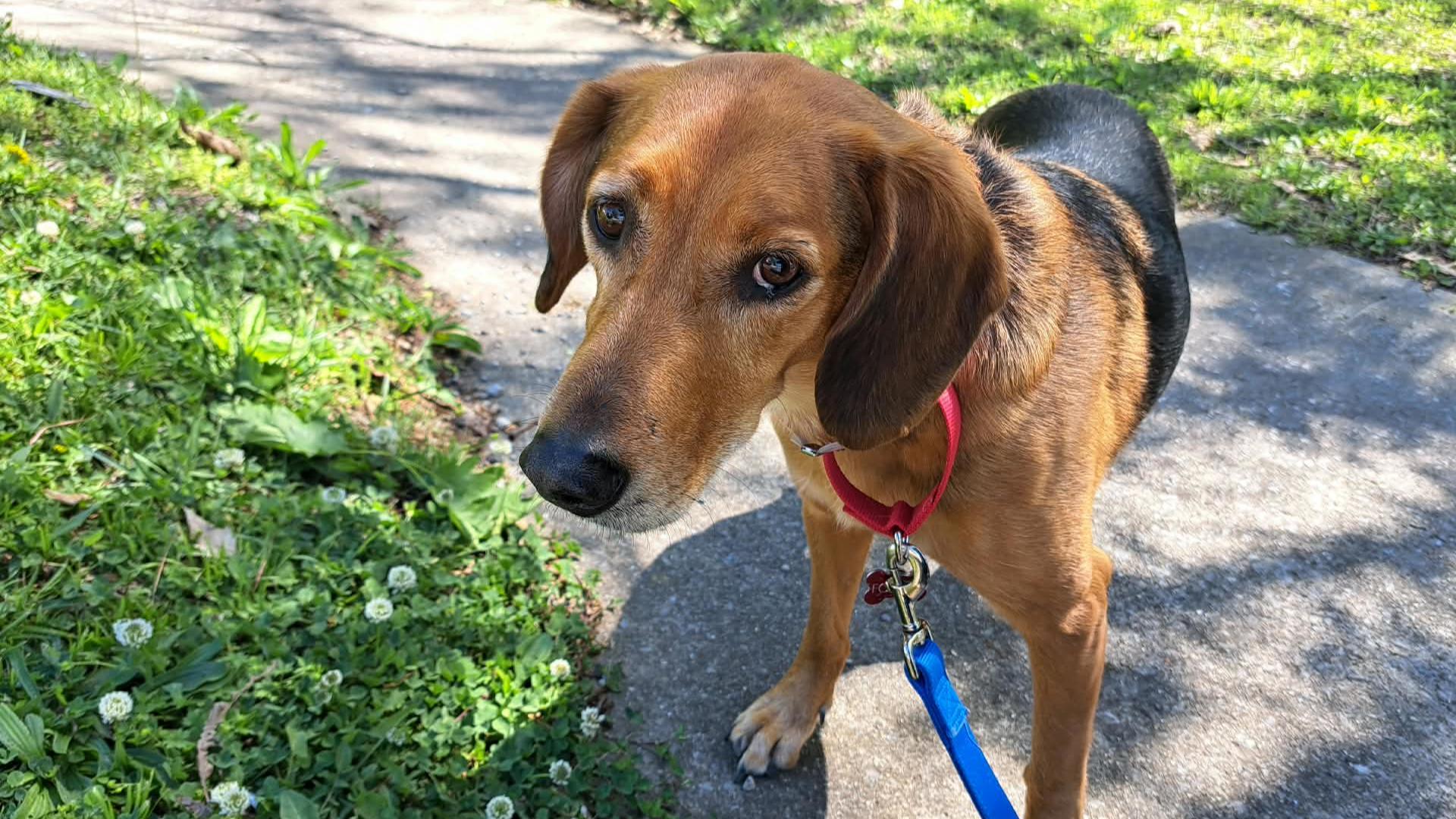 Kentucky Humane Society waives adoption fees in national effort ...