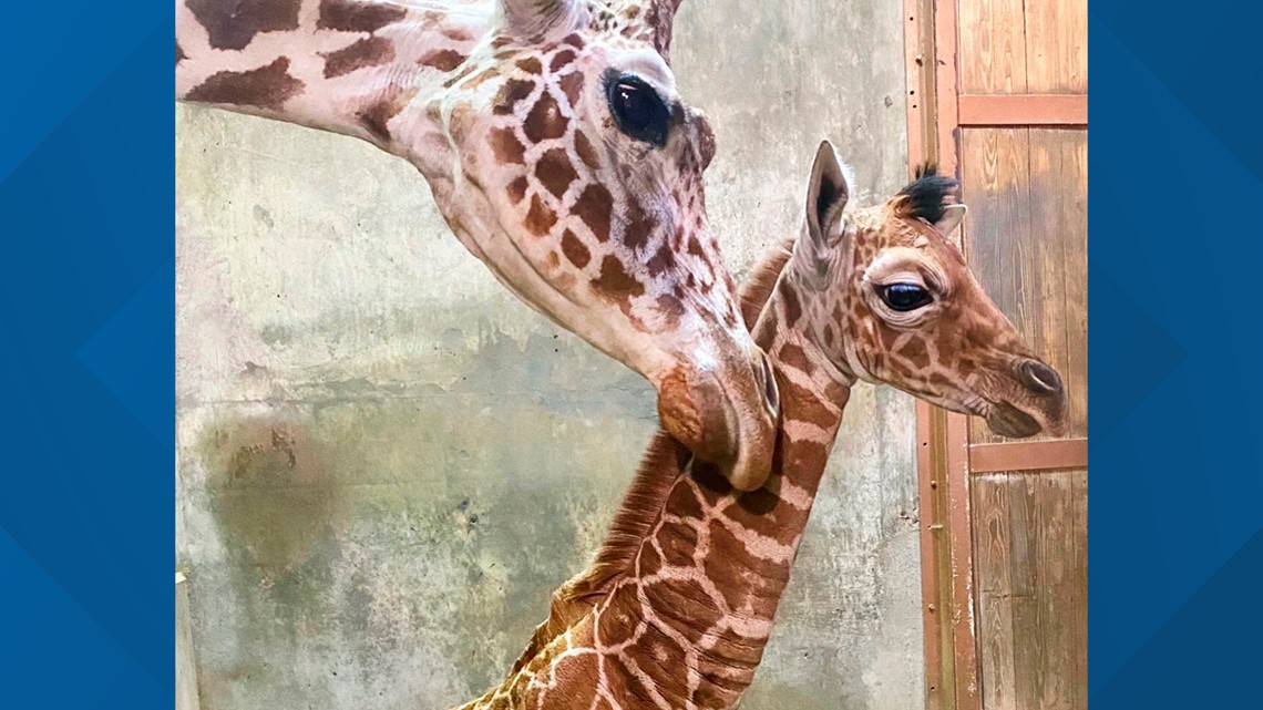 Memphis zoo names baby giraffe after NBA star Ja Morant | whas11.com