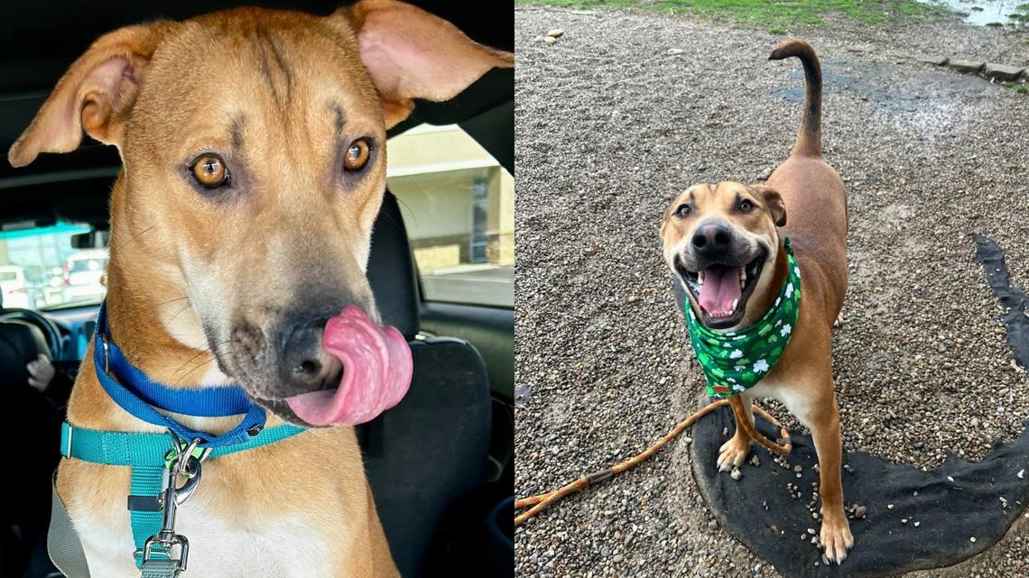 As LMAS faces overcrowding, this at-risk dog needs a new home | whas11.com