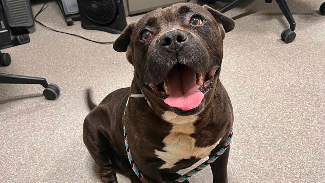 LMAS dog looking for adoption ahead of July 4 weekend | whas11.com