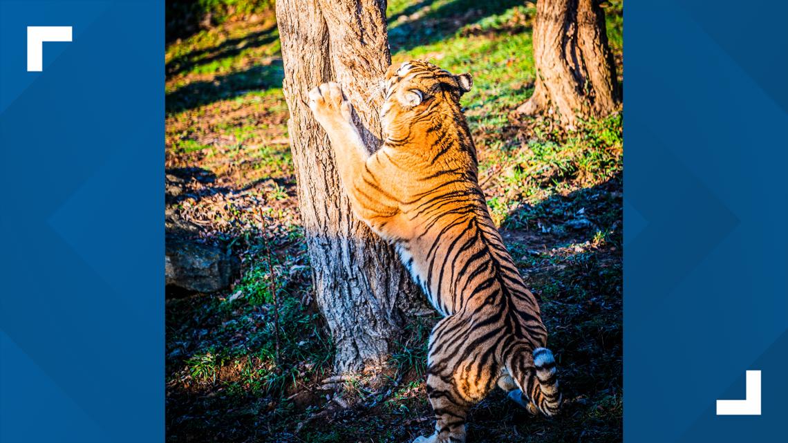 Louisville Zoo welcomes new Amur tiger, Timmy | whas11.com